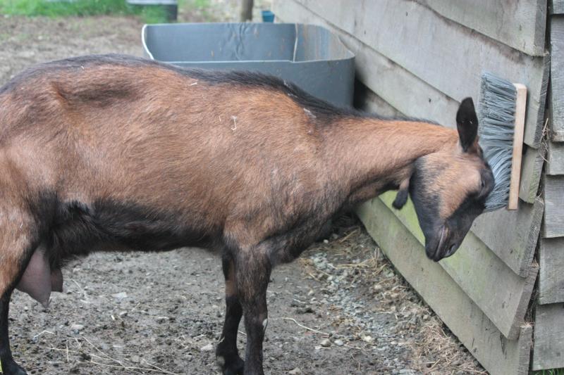 Goat Enrichment: The Importance of Mental Health - Goat Journal